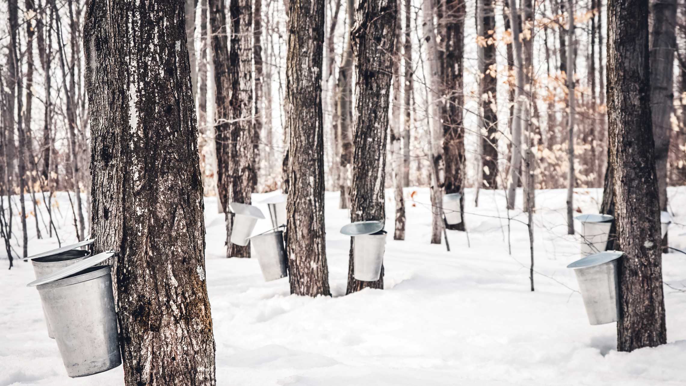 The sticky history of maple syrup in Canada | Foodism TO